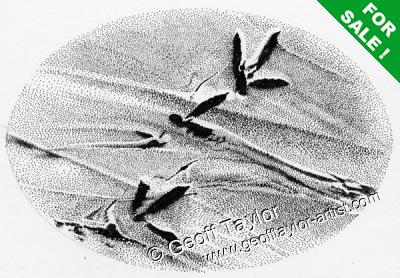 Spirit Walker (25) | Geoff Taylor